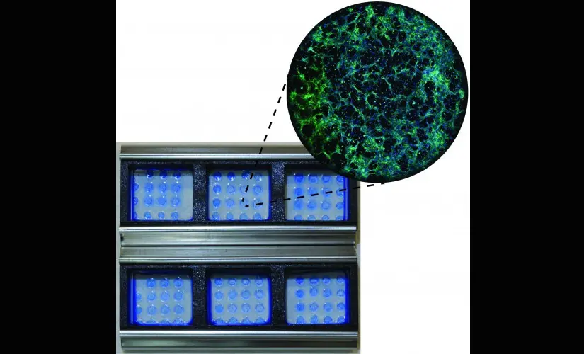 Advance furthers stem cells for use in drug discovery, cell therapy ...