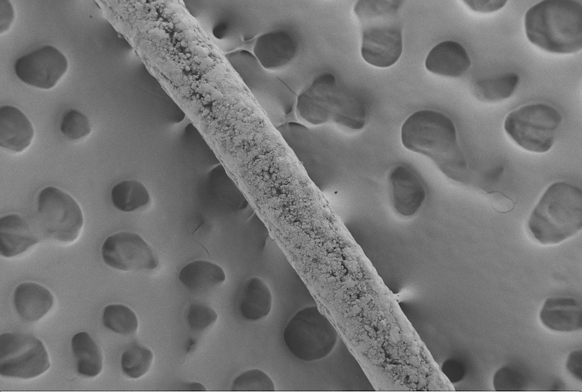 Old bones lead to new strategy for drug delivery - College of ...