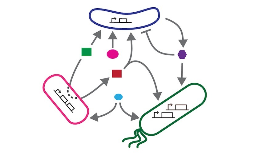 Dynamic modeling helps predict the behaviors of gut microbes - College ...