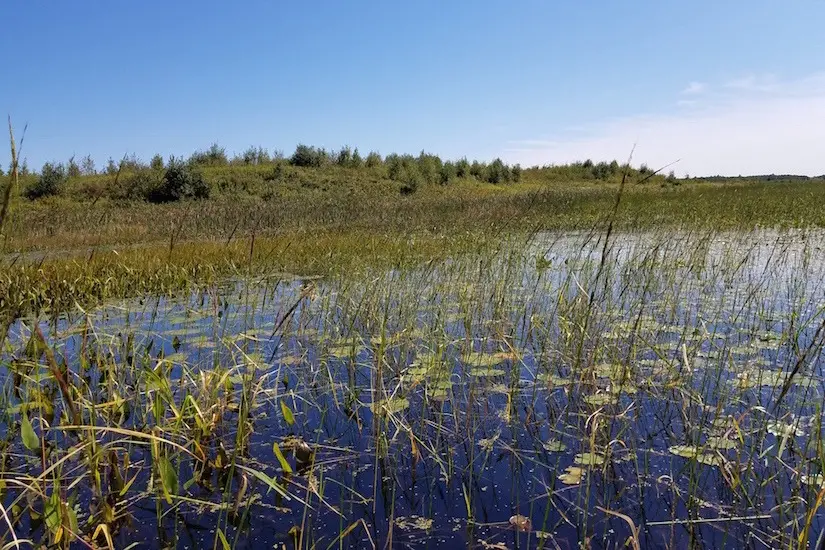 Wild rice project sows seeds for university, tribal collaboration ...