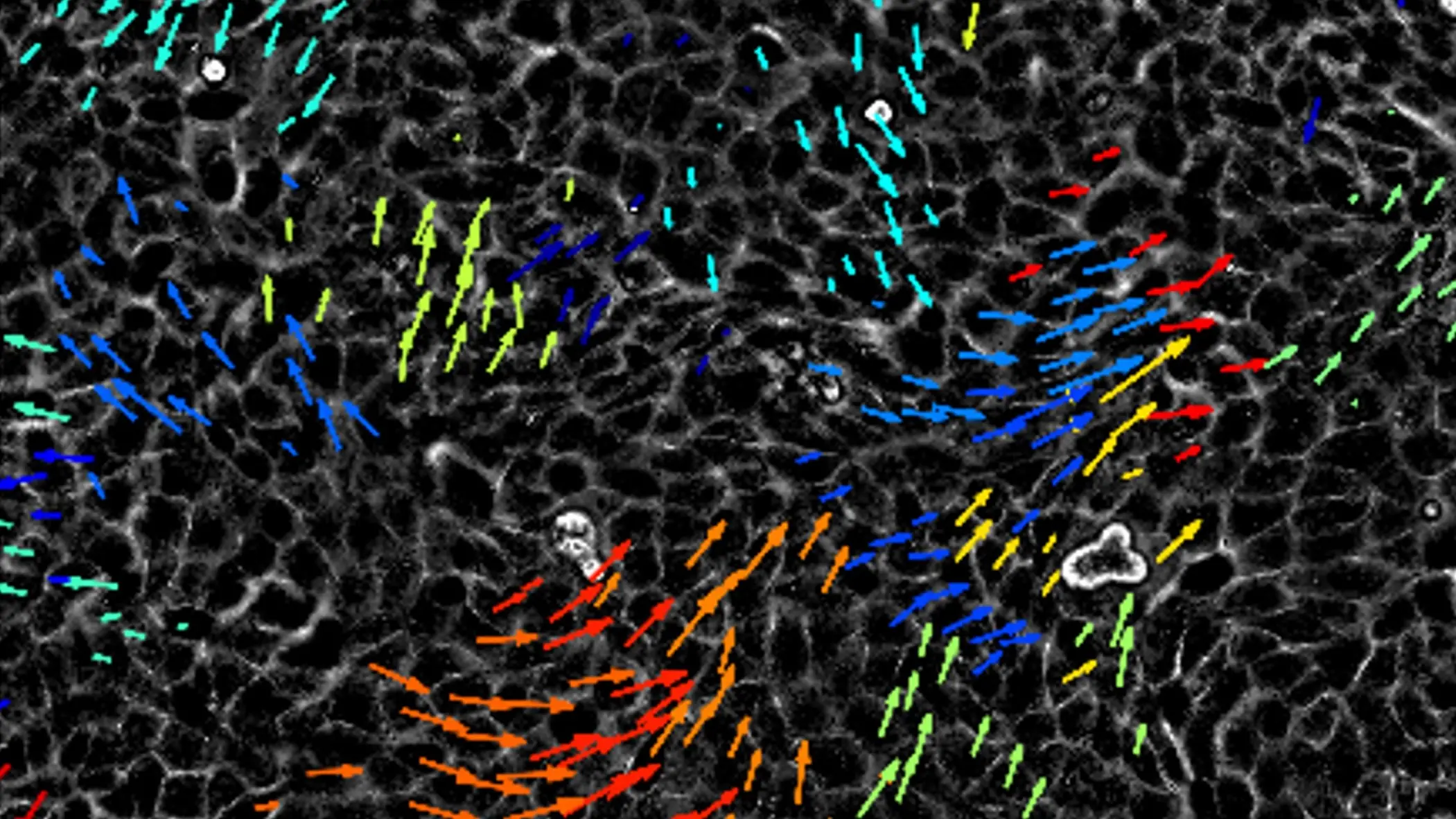 Notbohm NIH award studying the mechanics of cell motion
