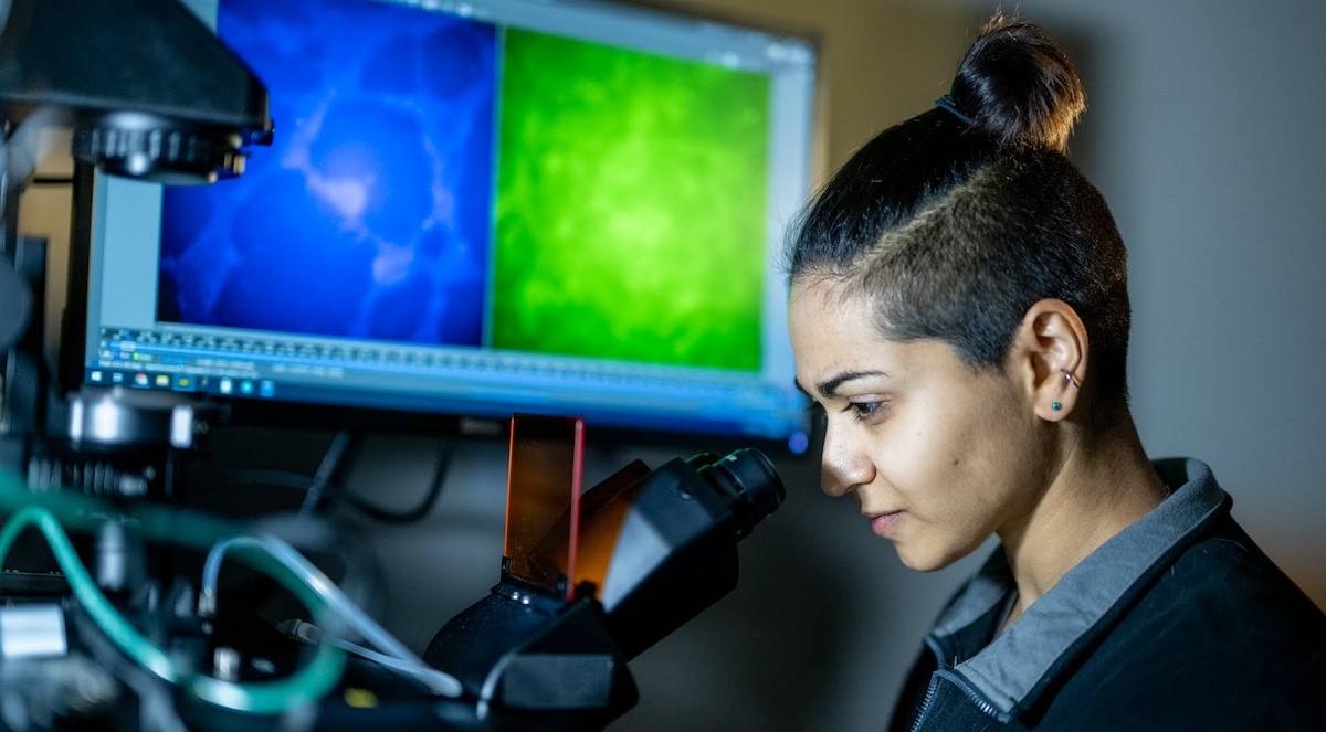 Optical imaging technique gives a closer look at new ways to grow heart ...